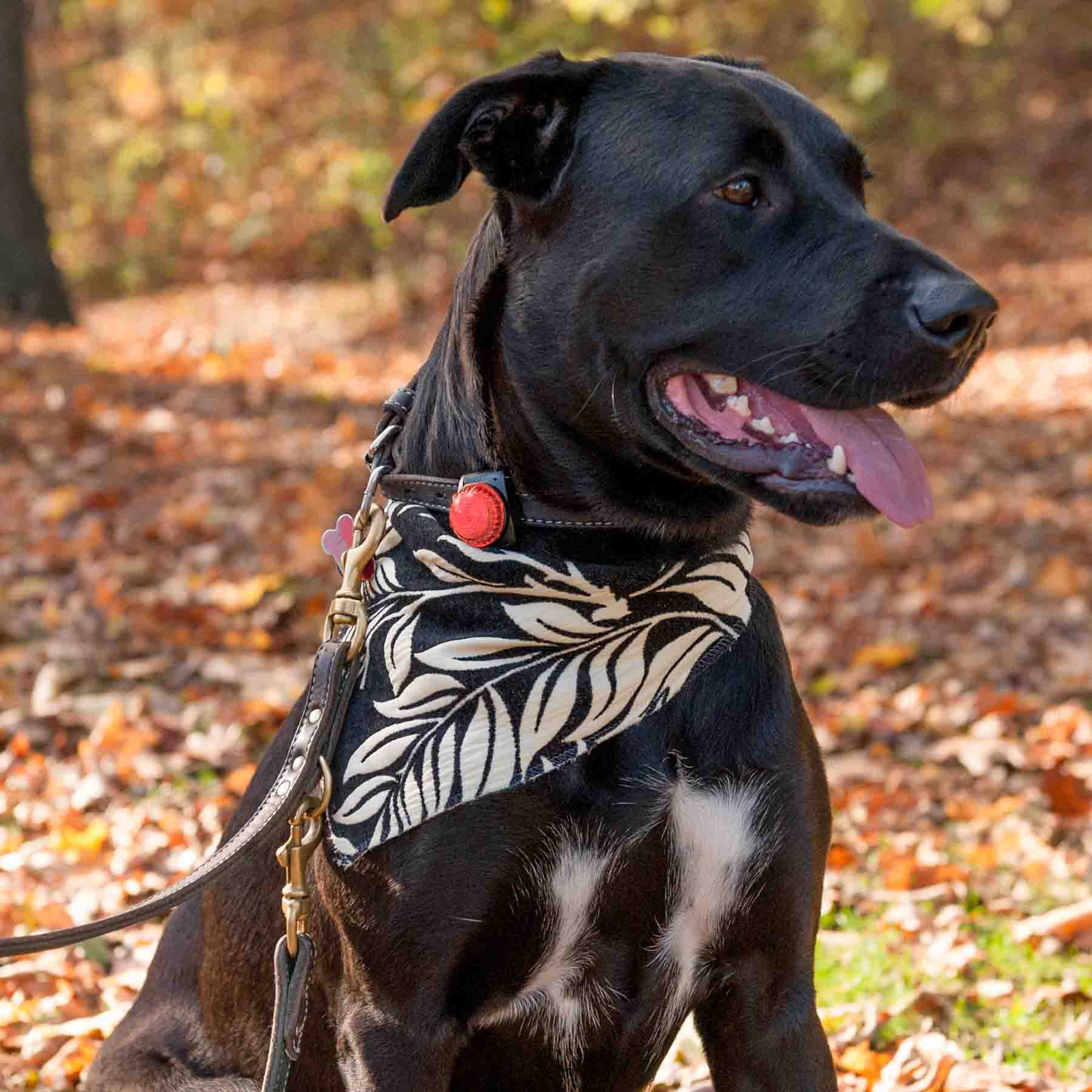 Guardian™ Dog Signal and Safety LED Light | Adventure Lights